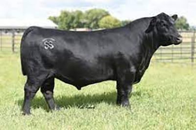 Reference Sires – Stokman Angus