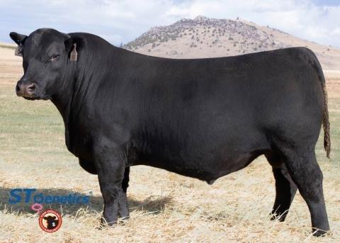 Reference Sires – Stokman Angus
